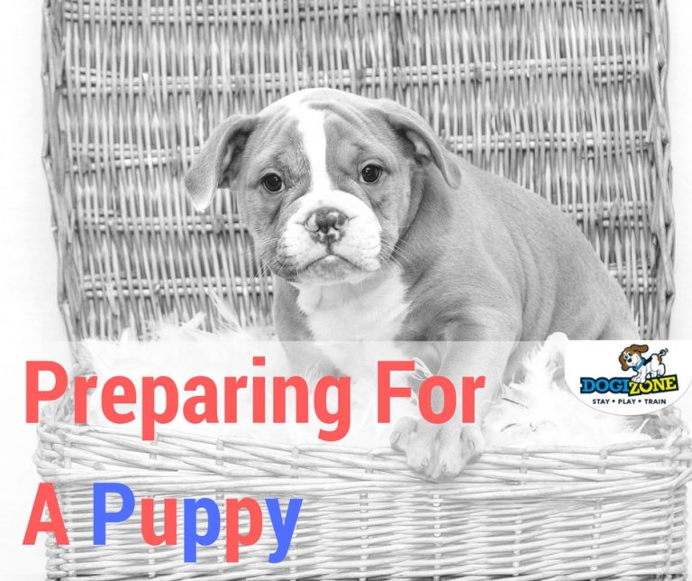 How to Prepare for a Puppy