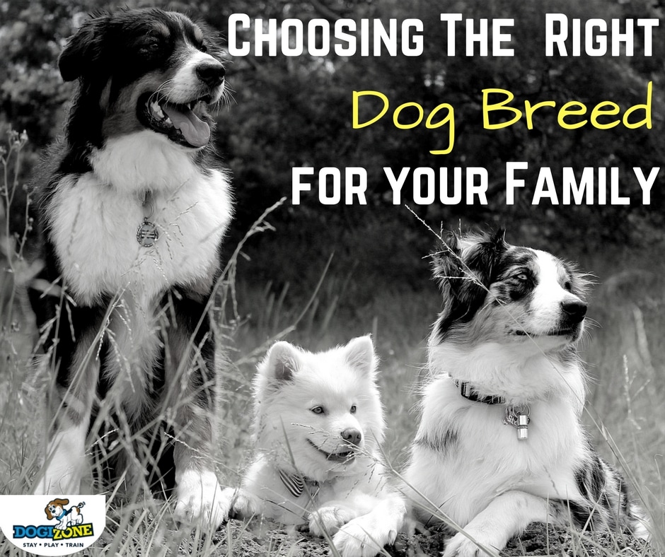 Choosing The Right Breed Of Dog For Your Family Dogizone