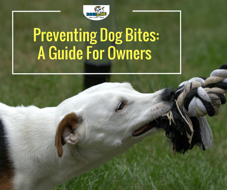How to Prevent Dog Bites