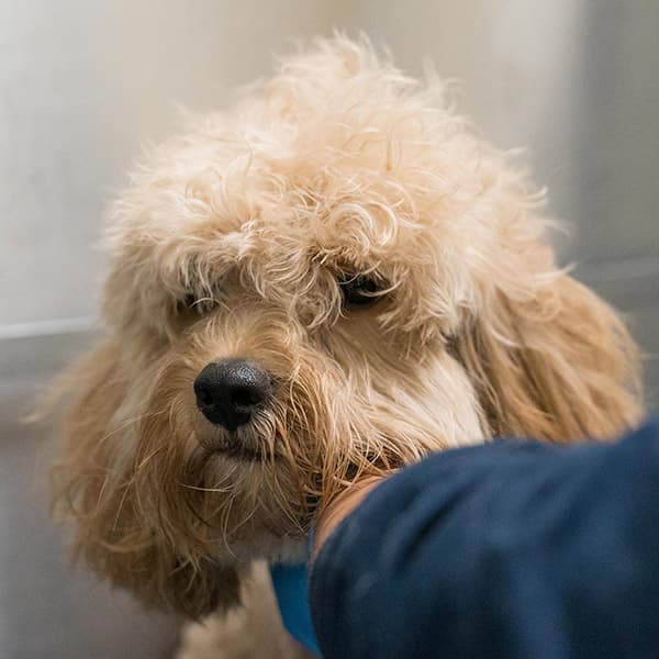 Dog Grooming | Dogizone